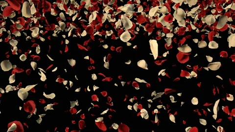 Flying Romantic Red White Rose Flower Pe... | Stock Video | Pond5