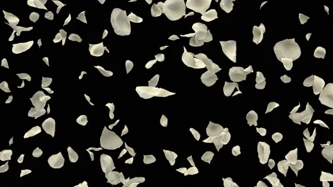 Flying Romantic White Rose Flower Petals... | Stock Video | Pond5