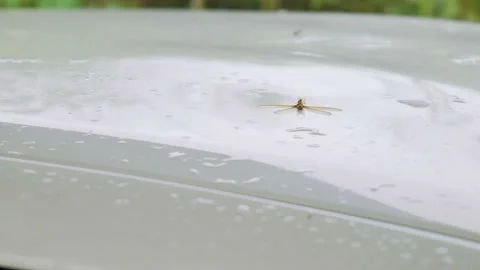 Flying termite or Alates stuck on the ca... | Stock Video | Pond5