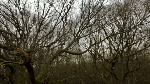 Flying through canopy of trees to reveal... | Stock Video | Pond5