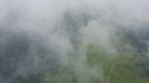 Flying through the fog above the pine tr... | Stock Video | Pond5