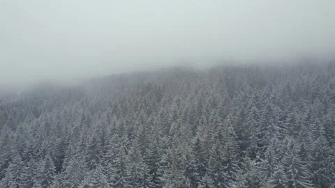 Flying through a fog into a dense pine t... | Stock Video | Pond5