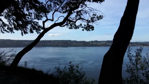 Flying through silhouetted madrona trees... | Stock Video | Pond5