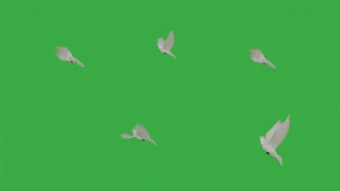 flying white dove on a green screen | Stock Video | Pond5