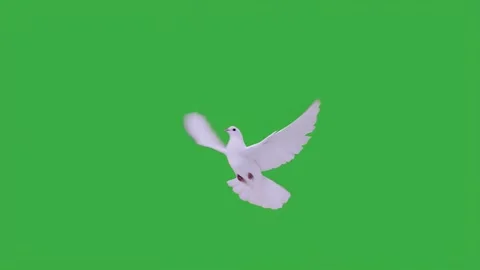 flying white dove on a green screen | Stock Video | Pond5