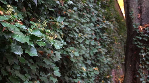 focus on ivy, falling leaves in the back... | Stock Video | Pond5