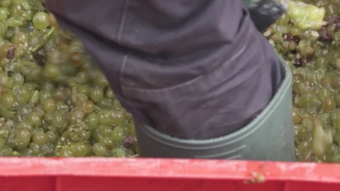 Boots Trample Stock Videos – Royalty-Free HD & 4K Videos | Pond5