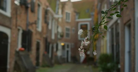 A focus pull from a flower to the histor... | Stock Video | Pond5