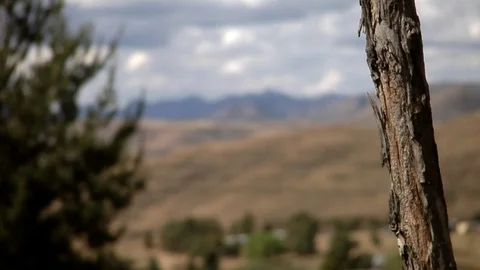 Focus Pull from tree to African Mountain... | Stock Video | Pond5