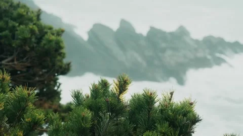 Wavy Tree Stock Videos – Royalty-Free HD & 4K Videos