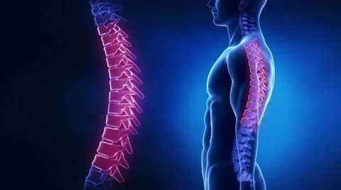 Focused on spine LUMBAR region in loop | Stock Video | Pond5