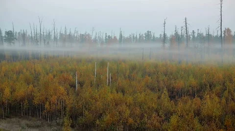 fog in the taiga | Stock Video | Pond5