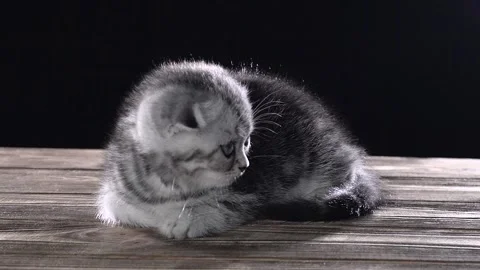 Fold Folded Stock Videos – Royalty-Free HD & 4K Videos | Pond5