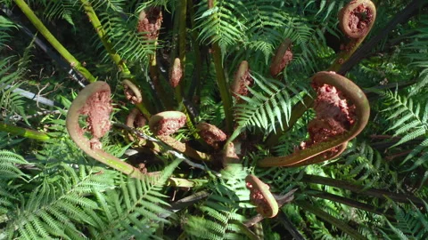 Foliage of big fern tree in Australia's ... | Stock Video | Pond5