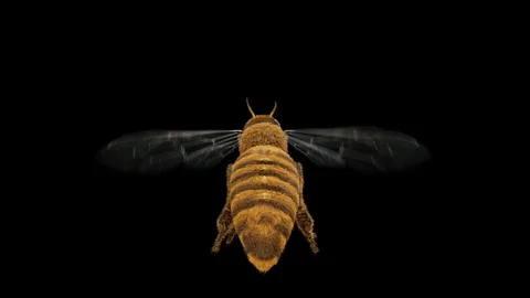 Bee Green Screen Stock Video Footage | Royalty Free Bee Green Screen ...