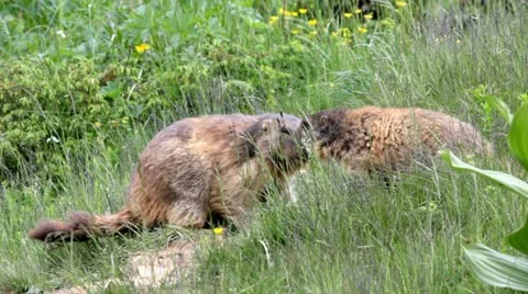 Follow On Meeting Stock Videos – Royalty-Free HD & 4K Videos