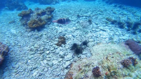 Following a unique pink finned fish on t... | Stock Video | Pond5