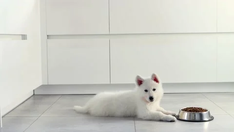 Friends For Animals Stock Videos – Royalty-Free HD & 4K Videos | Pond5