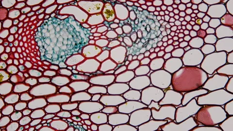 Food plant fibers under microscope. Fibe... | Stock Video | Pond5
