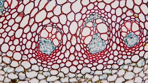 Food plant fibers under a microscope. 10... | Stock Video | Pond5