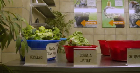 Primates Stock Video Footage | Royalty Free Primates Videos | Pond5