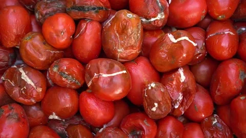 Rotten Tomatoes T Stock Videos – Royalty-Free HD & 4K Videos