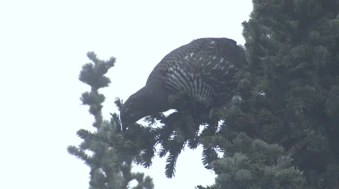 Fool Stock Video Footage | Royalty Free Fool Videos | Pond5