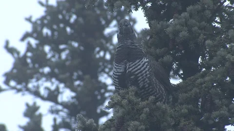 Fool's Hen Stock Footage ~ Royalty Free Stock Videos | Pond5