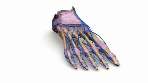 Foot Veins Stock Videos – Royalty-Free HD & 4K Videos | Pond5