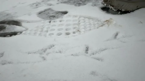 Animal Leaving Footprint Stock Videos – Royalty-Free HD & 4K Videos | Pond5