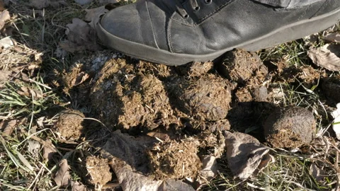 Step In Shit Stock Videos – Royalty-Free HD & 4K Videos | Pond5