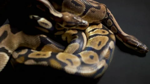 Footage of ball python on black backgrou... | Stock Video | Pond5
