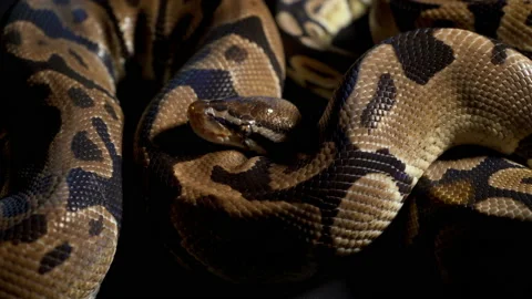 Footage of ball python on black texture | Stock Video | Pond5