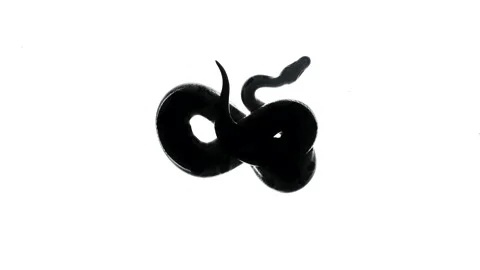 Footage of black python silhouette on wh... | Stock Video | Pond5