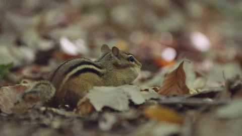 Footage of chipmunk feeding, Quebec, Can... | Stock Video | Pond5