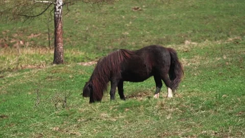 Footage of cute pony eating grass on far... | Stock Video | Pond5