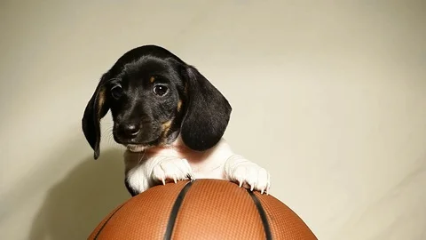 White Baskeball Background Stock Videos – Royalty-Free HD & 4K Videos