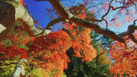 Japanese Maple Tree Stock Videos – Royalty-Free HD & 4K Videos | Page 3