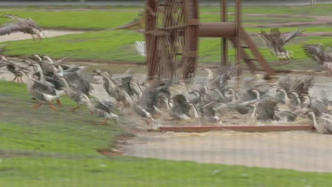 Footage of Geese Rushing Home for Food | Stock Video | Pond5