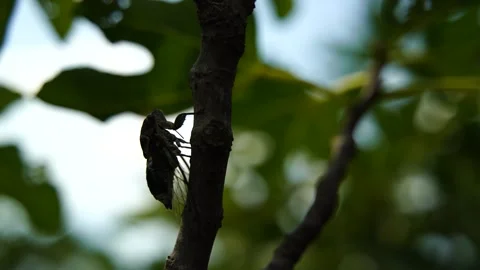 Footage of the intense buzzing of cicada... | Stock Video | Pond5