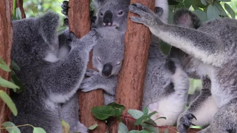 Footage of a Koala Family on a Tree | Stock Video | Pond5