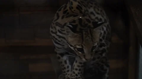 Footage ocelot sitting in the zoo cage. ... | Stock Video | Pond5