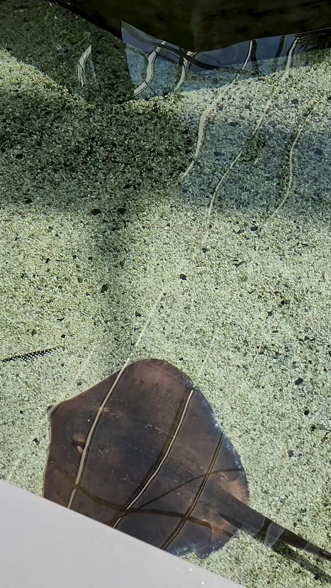 footage of a pool of stingrays swimming ... | Stock Video | Pond5