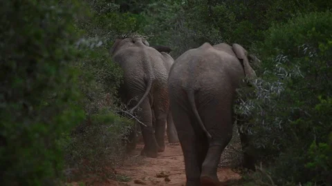 this footage shows a young elephant turn... | Stock Video | Pond5
