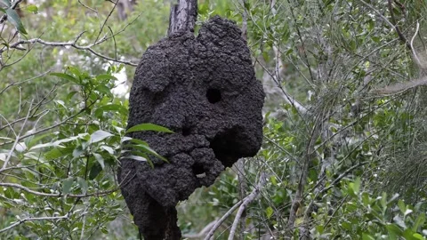 Footage of a Termite Nest on a Tree | Stock Video | Pond5