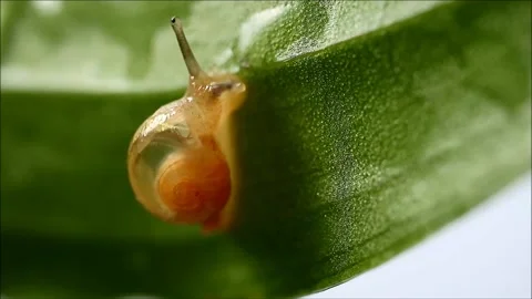 Footage of a tiny snail drinking dewdrop... | Stock Video | Pond5