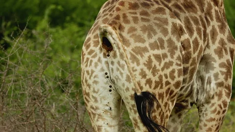 footage of wild African giraffe herd but... | Stock Video | Pond5