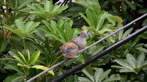 Footage of Wild Zebra Dove preening its ... | Stock Video | Pond5