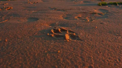 Footprint Big Stock Videos – Royalty-Free HD & 4K Videos