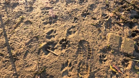 Wolf Paw Print Stock Videos – Royalty-Free HD & 4K Videos | Pond5